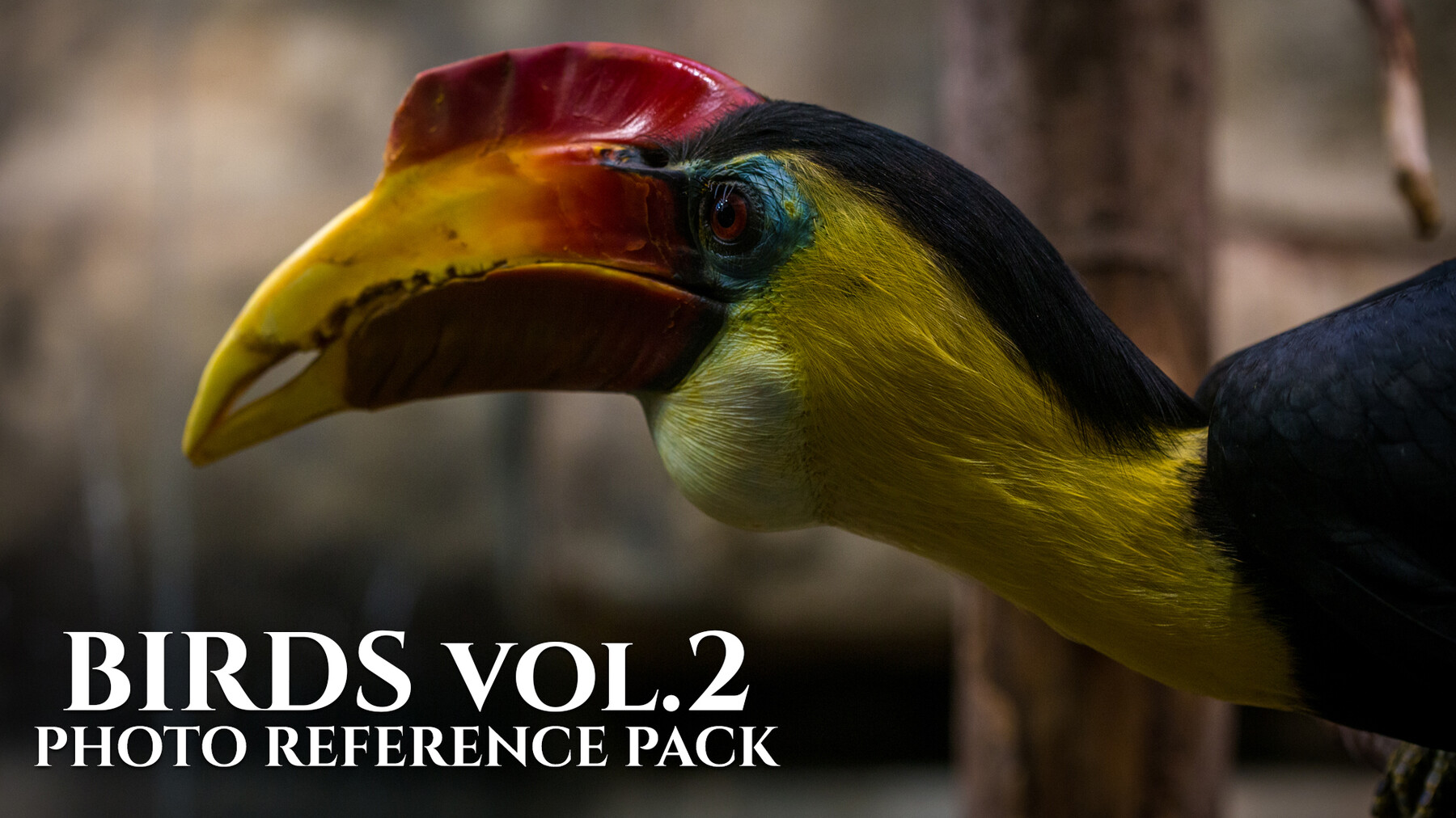 ArtStation - Birds Vol.2-Photo Reference Pack For Artists 450 JPEGs ...