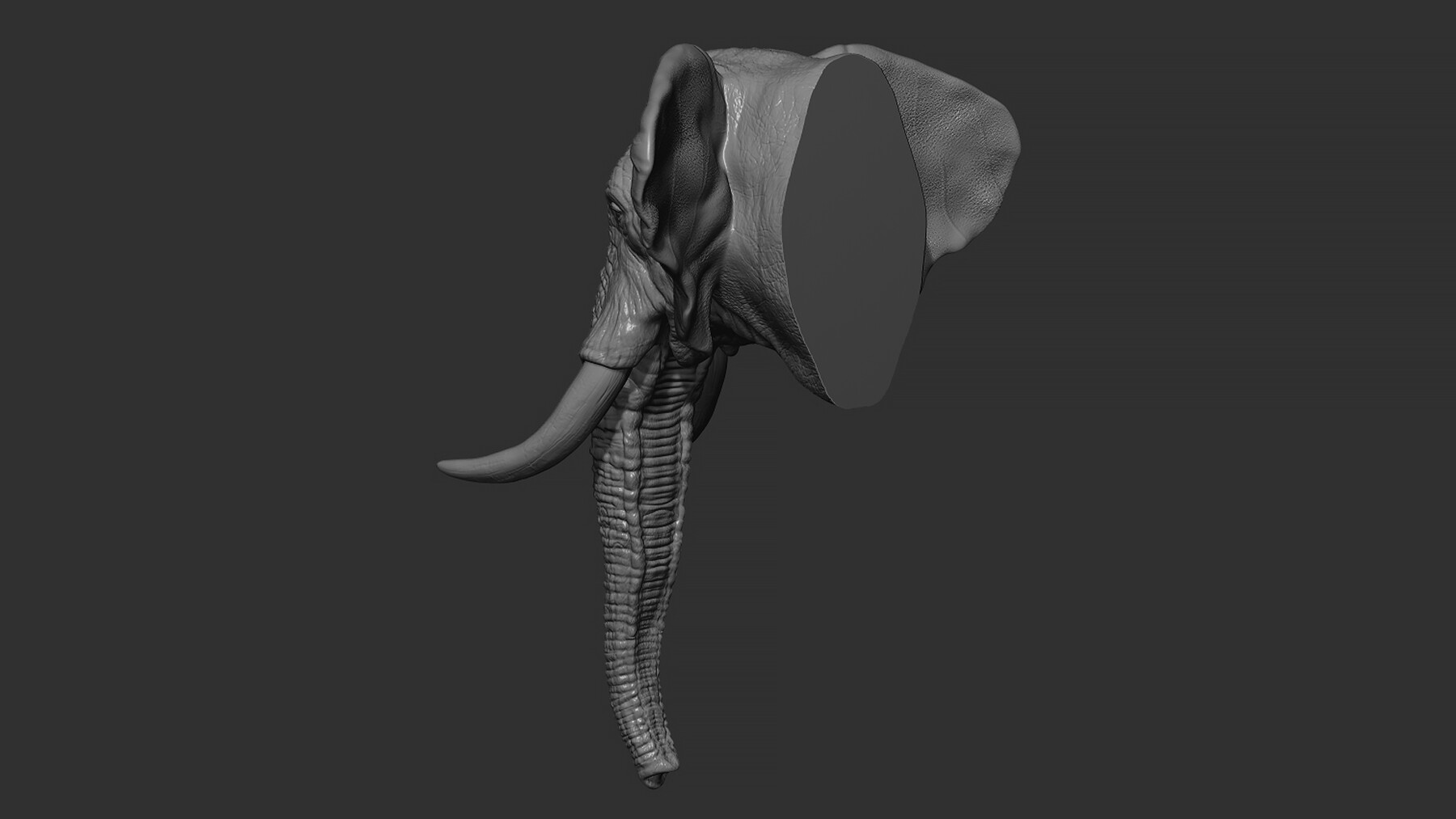 ArtStation - Elephant head with tusks | Resources