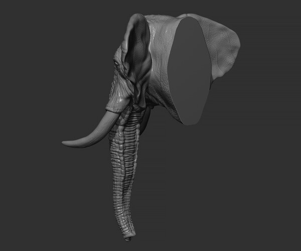 ArtStation - Elephant head with tusks | Resources