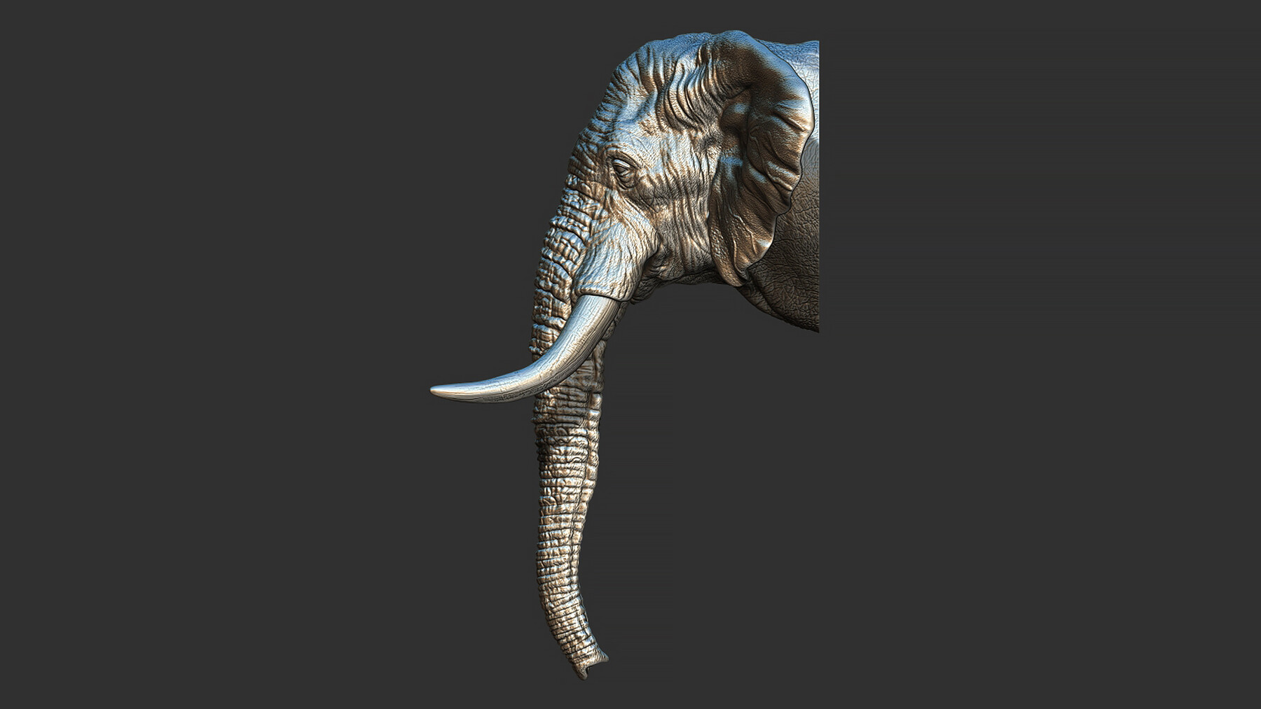 ArtStation - Elephant head with tusks | Resources