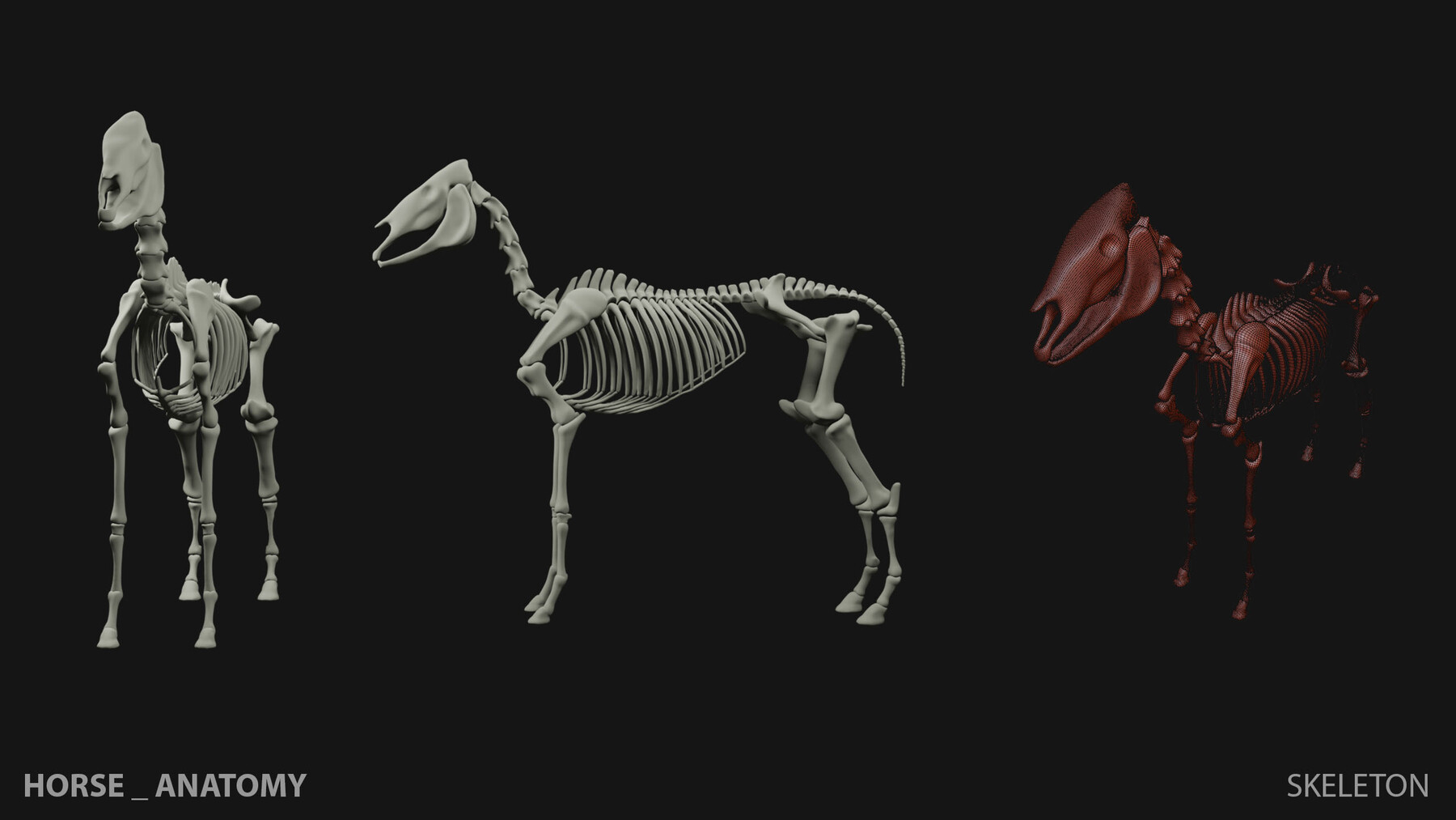 ArtStation - Beginner Horse Anatomy Model Kit | Resources