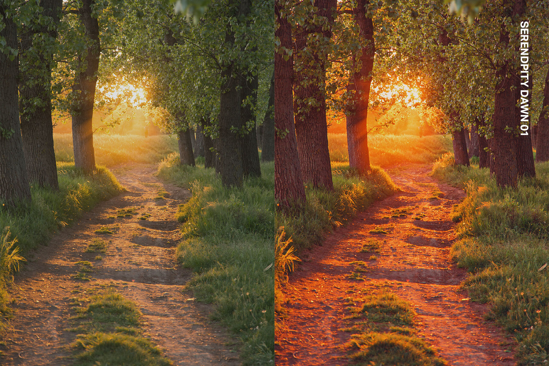 ArtStation - 14 Radiant Sunrise Lightroom Presets and LUTs | Resources