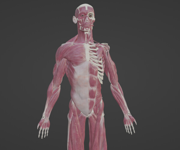 ArtStation - The Human Ecorche (Decimated) | Resources