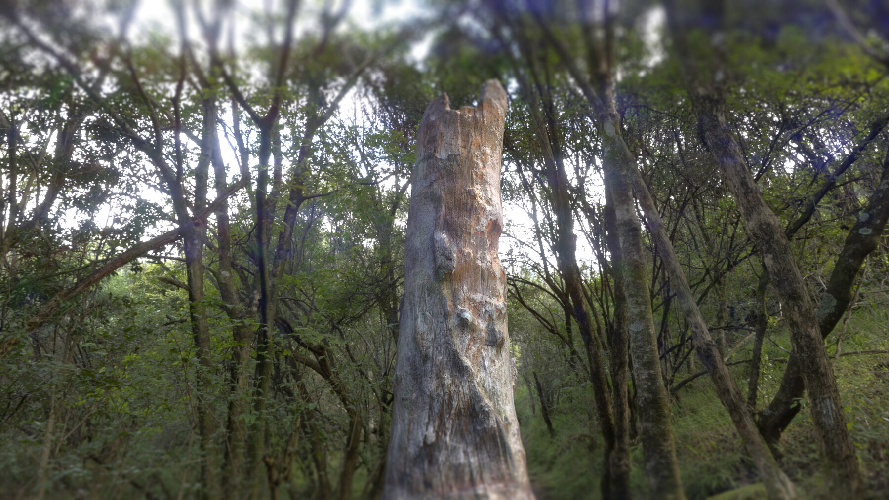 ArtStation - Tree Stump | Game Assets