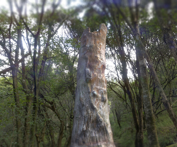 ArtStation - Tree Stump | Game Assets