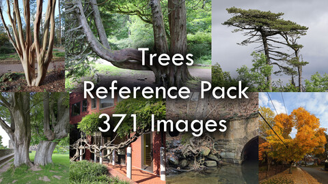 ArtStation - Trees Reference Pack - 371 Images | Resources