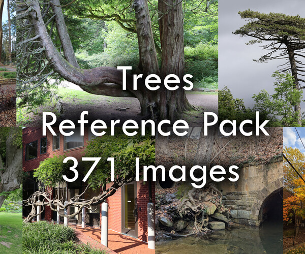 ArtStation - Trees Reference Pack - 371 Images | Resources
