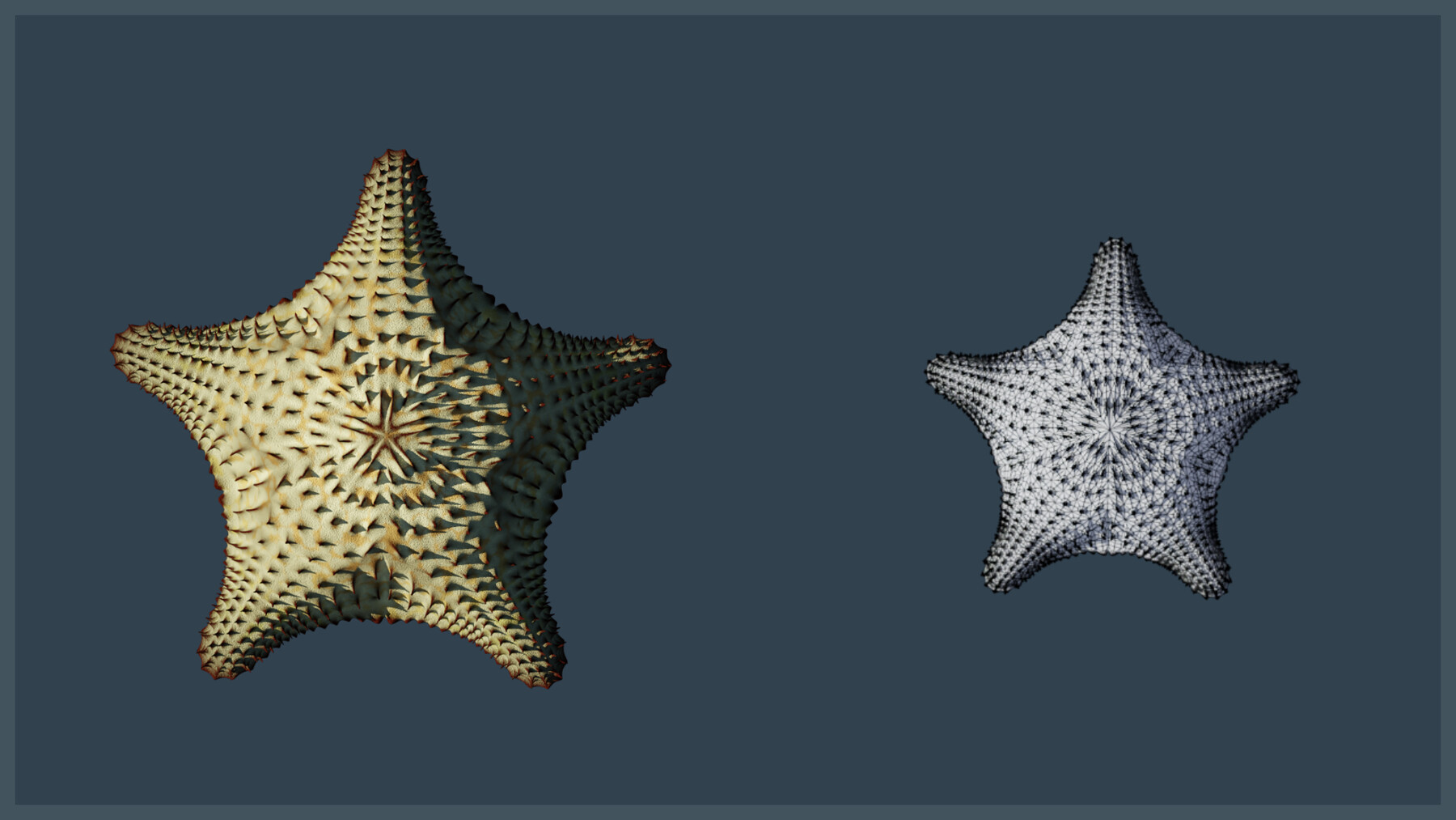 ArtStation - Starfish Variety Pack 2 | Game Assets