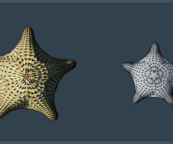 ArtStation - Starfish Variety Pack 2 | Game Assets