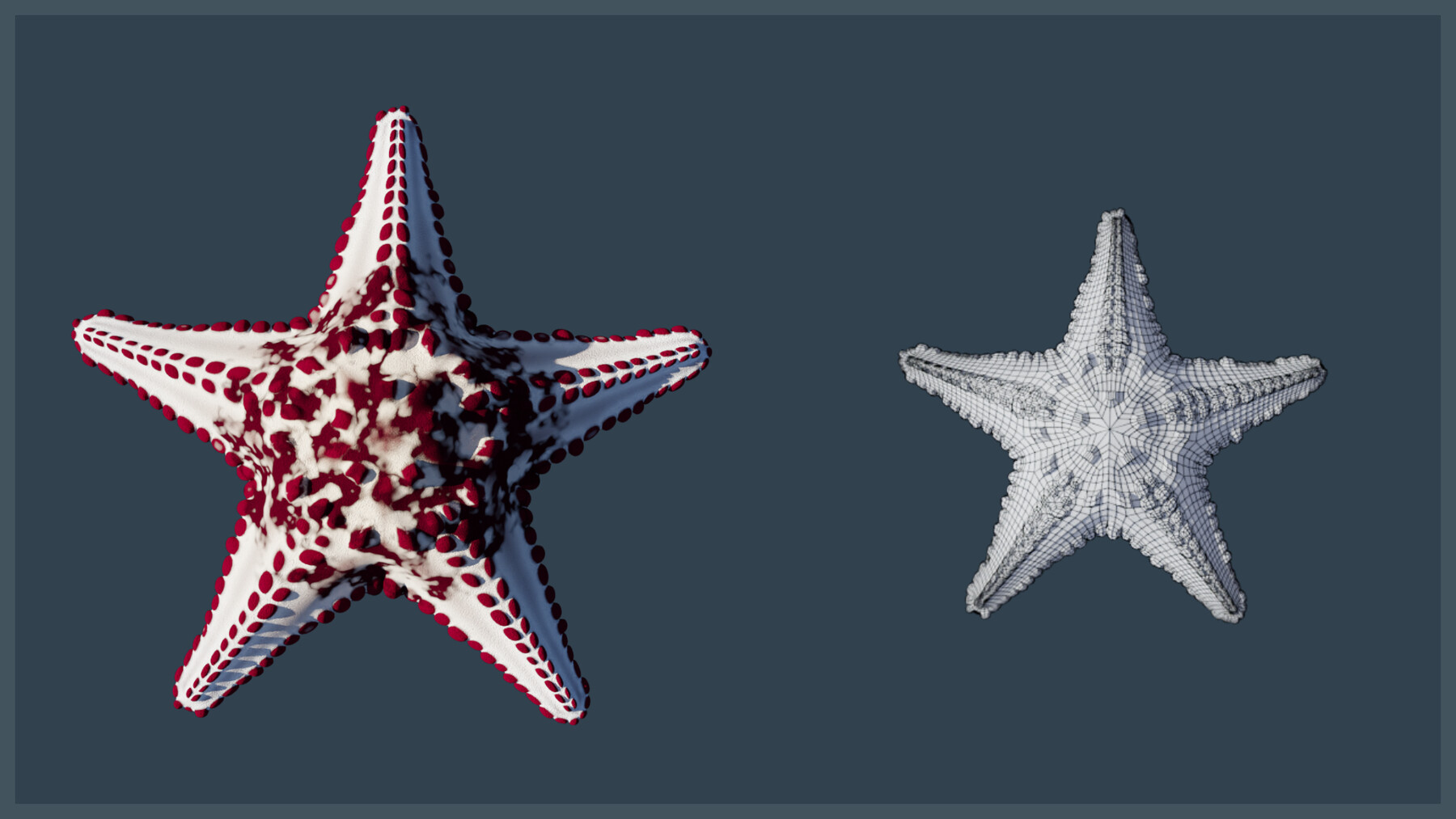 ArtStation - Starfish Variety Pack 2 | Game Assets