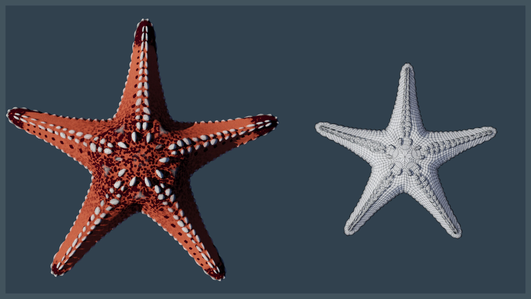 ArtStation - Starfish Variety Pack 3 | Game Assets
