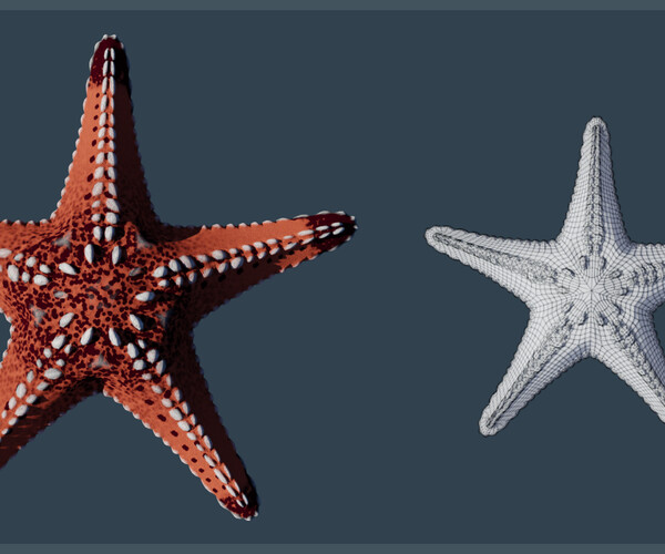 ArtStation - Starfish Variety Pack 3 | Game Assets