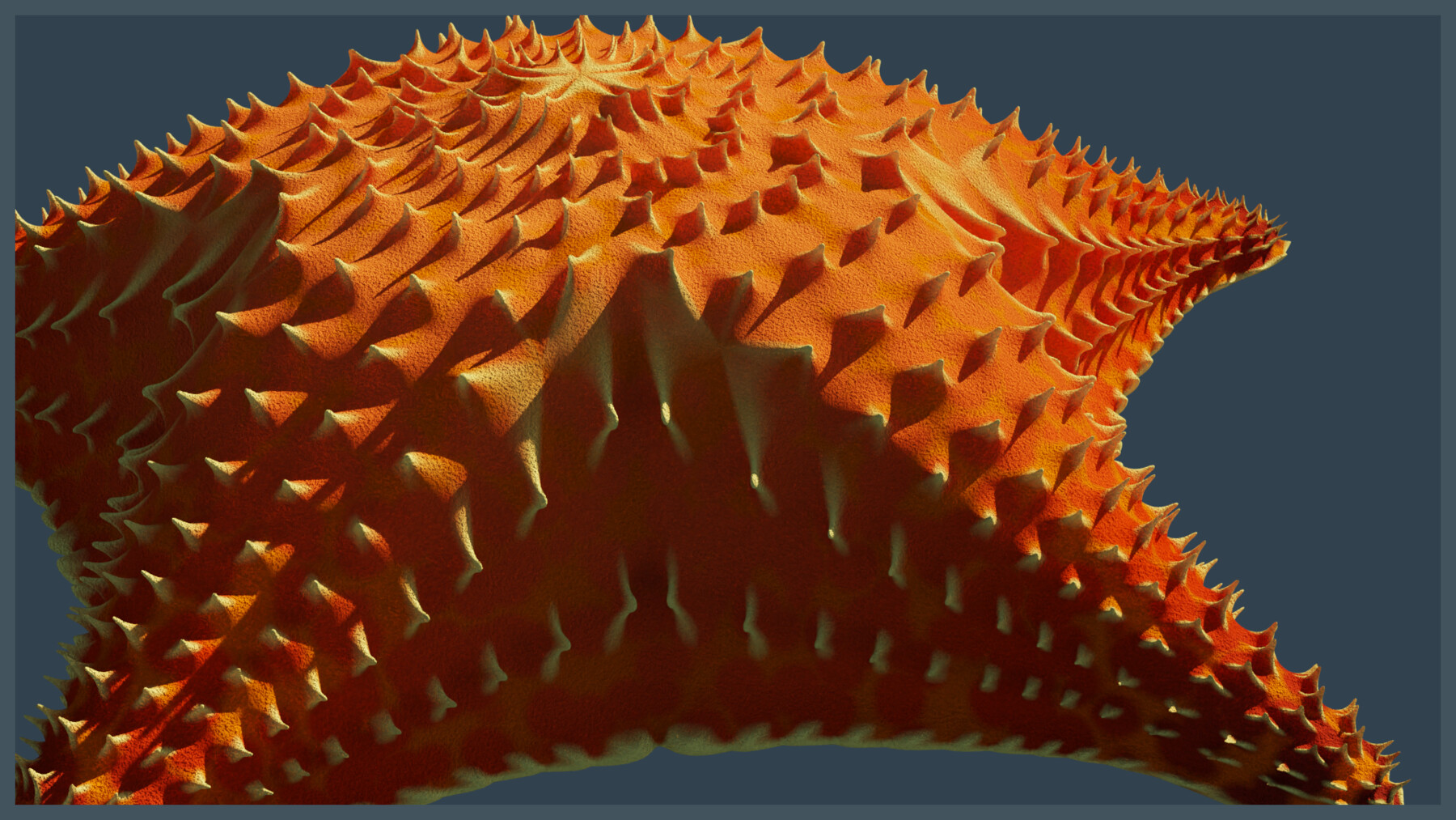 ArtStation - Starfish Variety Pack 4 | Game Assets