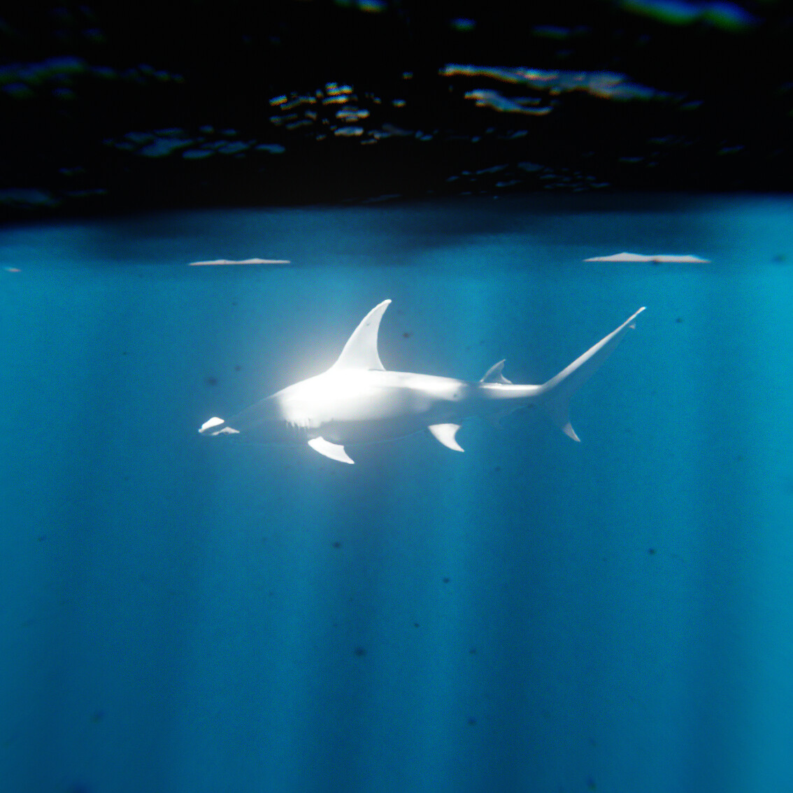 ArtStation - Shark 3D Object | Resources