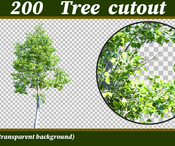 ArtStation - Tree cutout png 4k & psd (Alder, Maple, Weeping willow ...