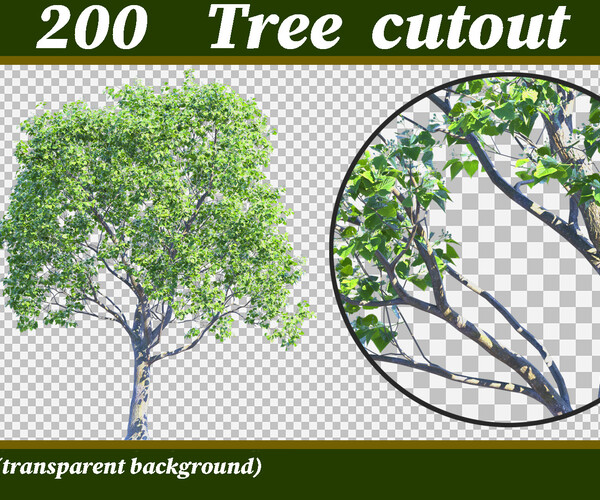 ArtStation - Tree cutout png 4k & psd (Alder, Maple, Weeping willow ...