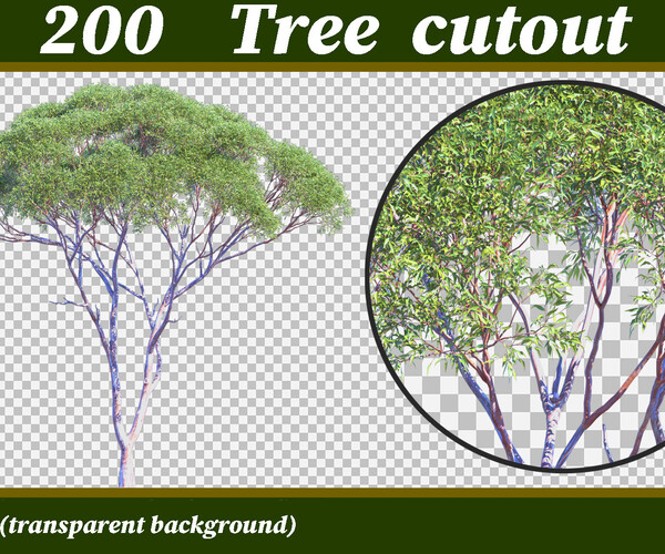 ArtStation - Tree cutout png 4k & psd (Alder, Maple, Weeping willow ...