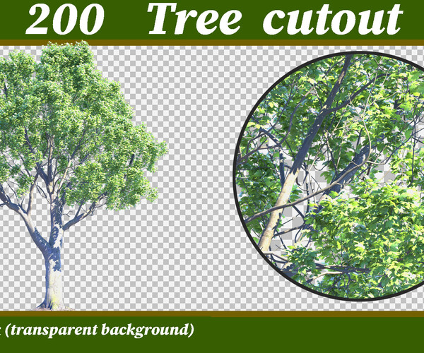 ArtStation - tree cutout png 4k & psd (Alder, Maple, Weeping willow ...