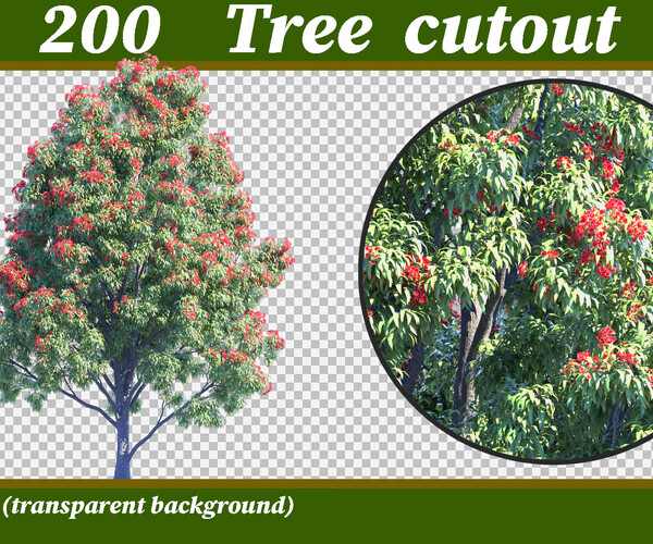 ArtStation - tree cutout png 4k & psd (Alder, Maple, Weeping willow ...