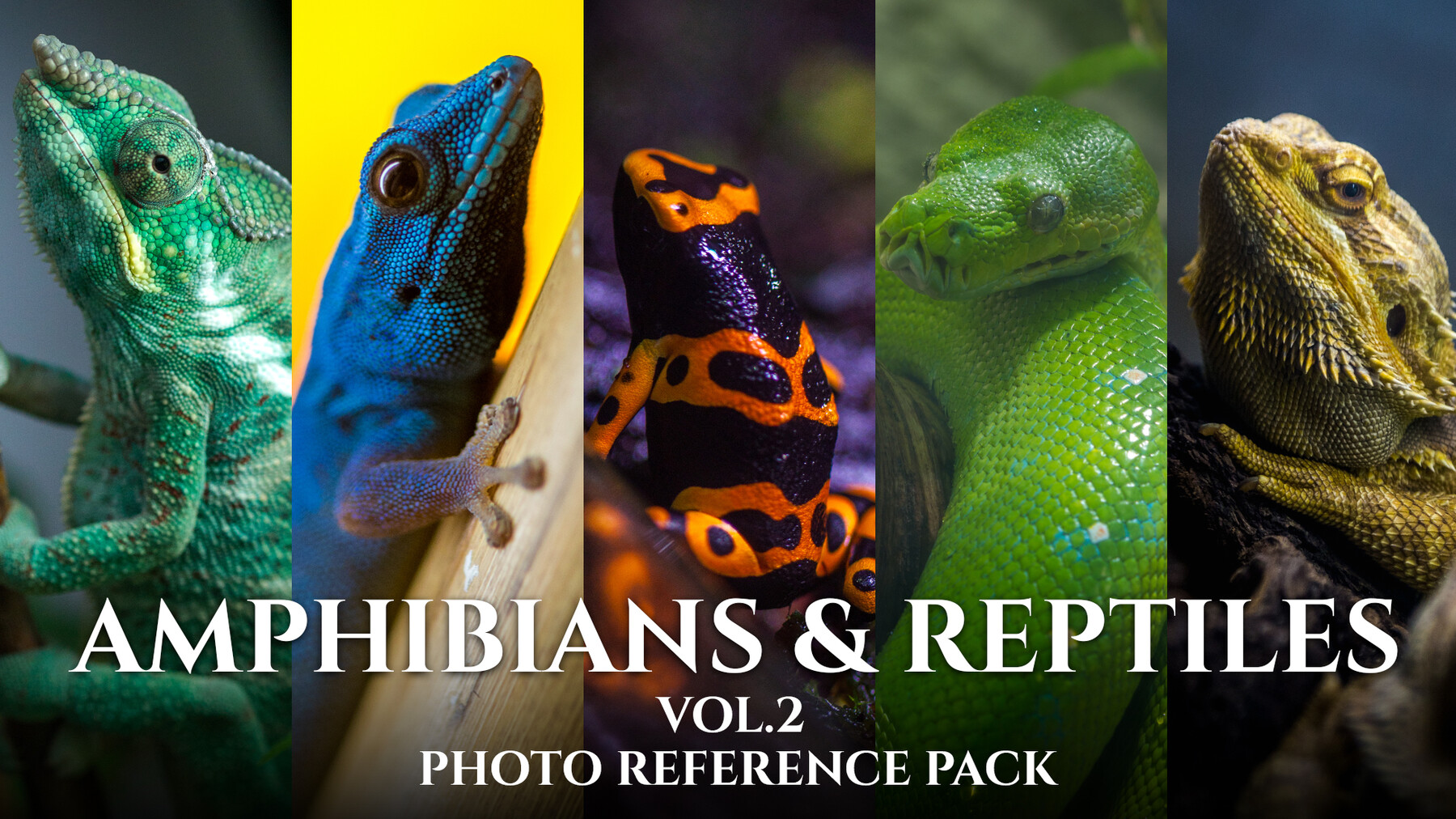 ArtStation - Amphibians & Reptiles vol.2- Photo Referecne Pack For ...