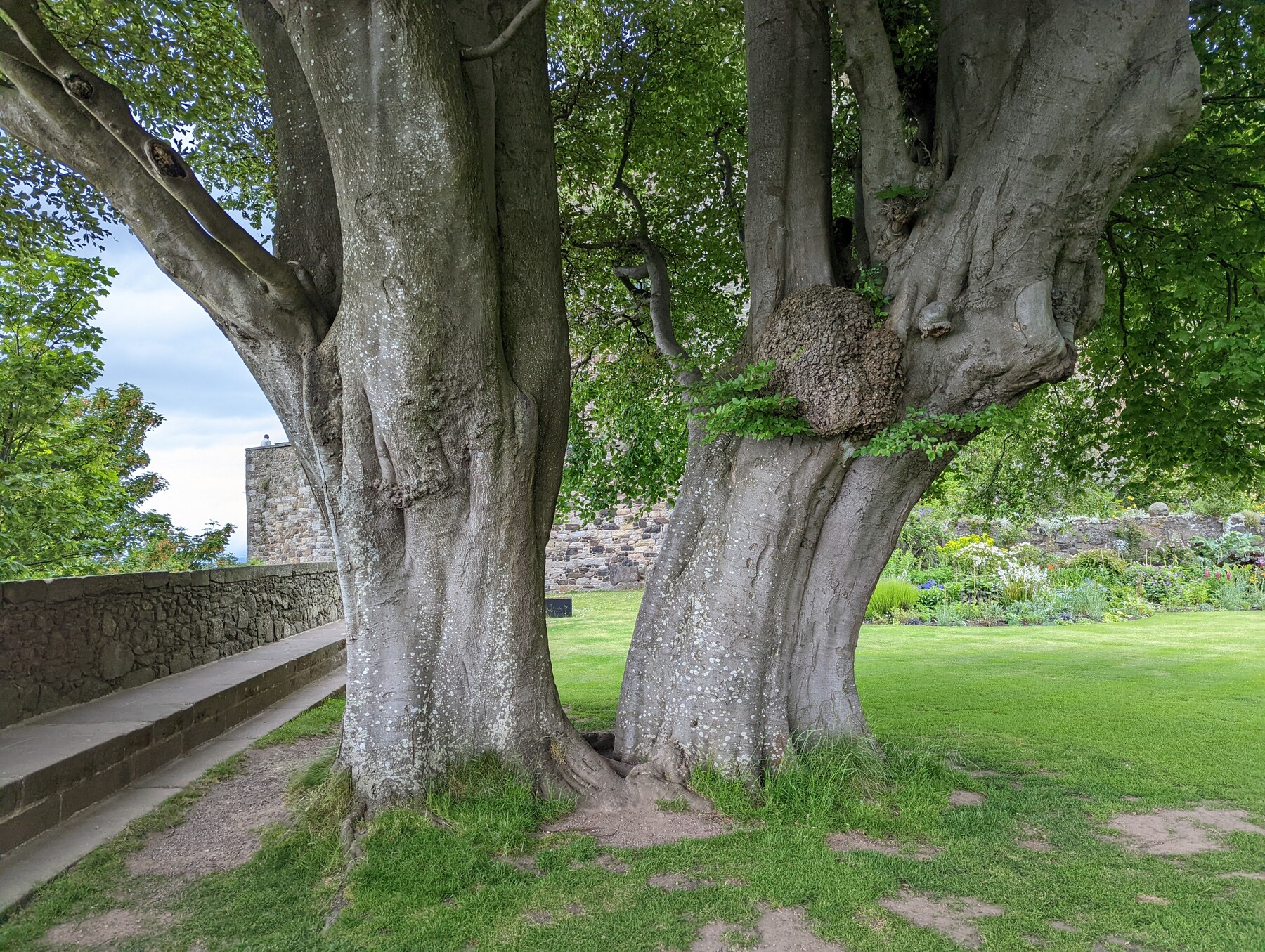 ArtStation - Trees Reference Pack - 371 Images | Resources