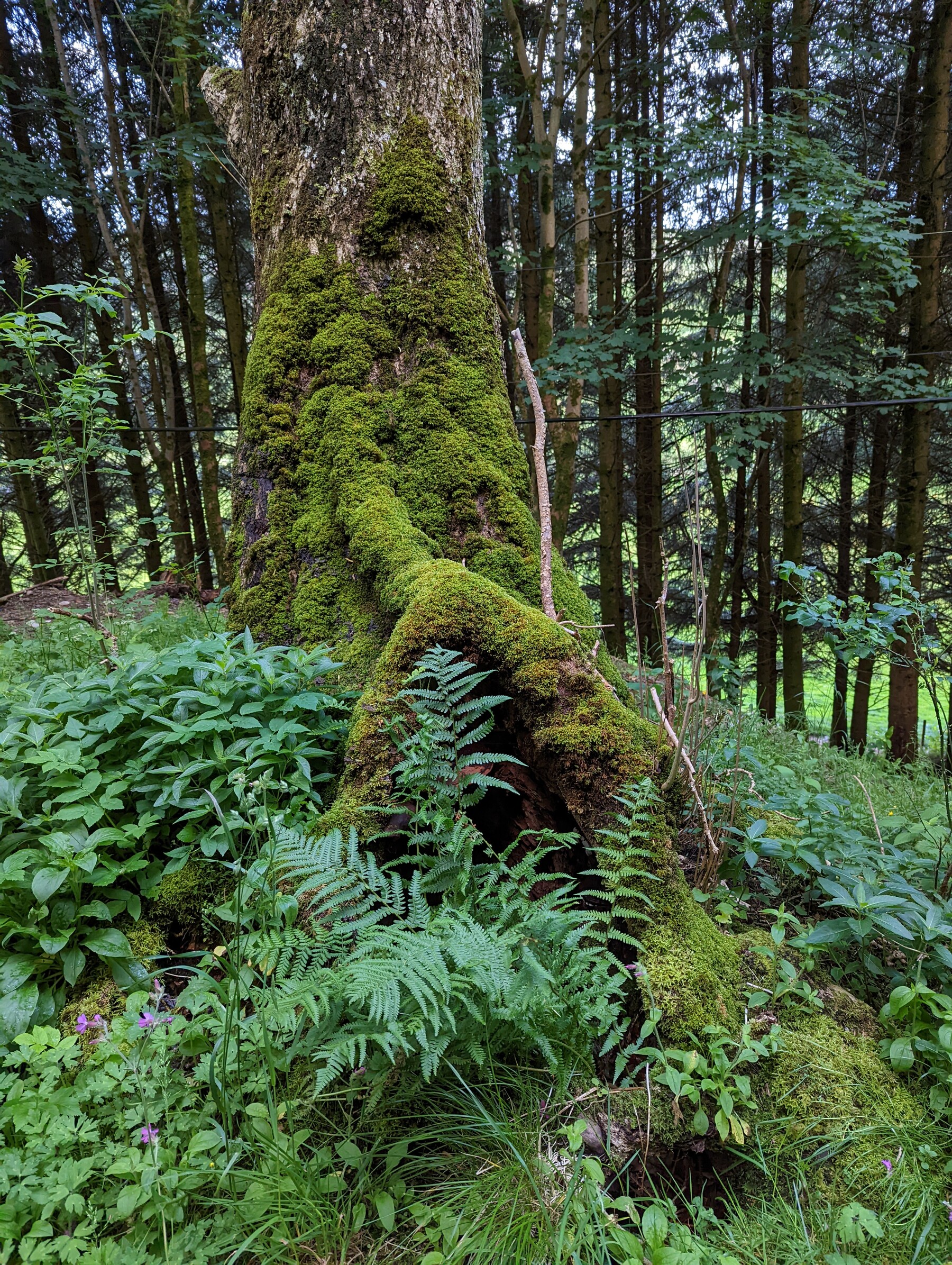 ArtStation - Trees Reference Pack - 371 Images | Resources