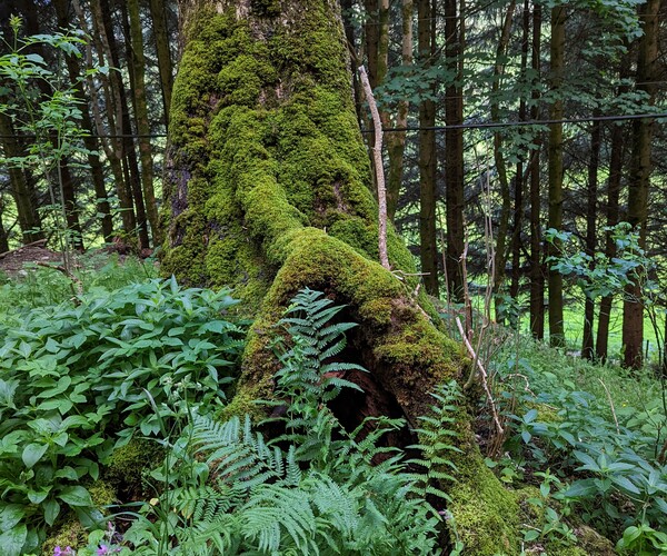 ArtStation - Trees Reference Pack - 371 Images | Resources