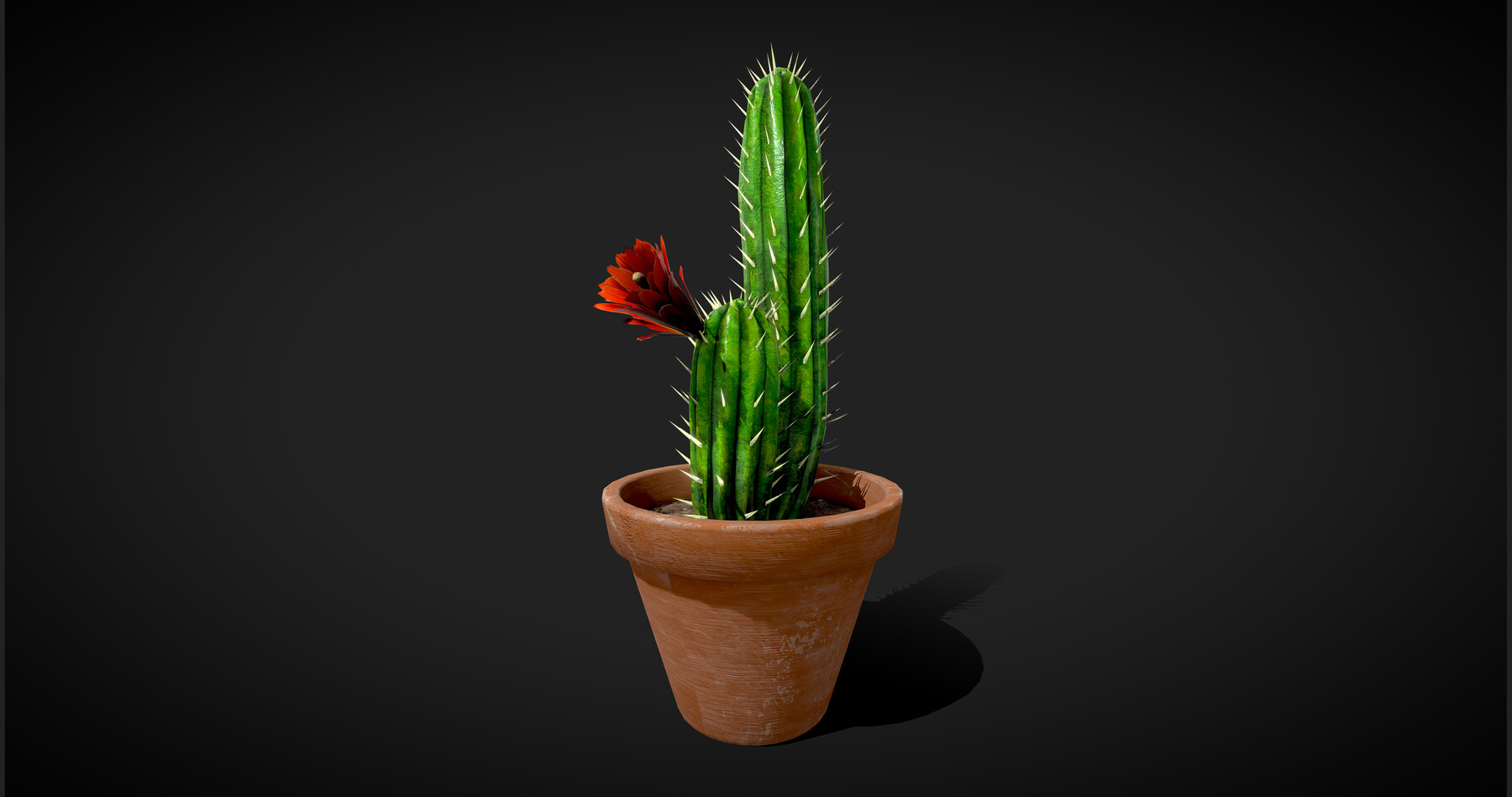 ArtStation - Cactus in pot - low poly 3D model | Game Assets