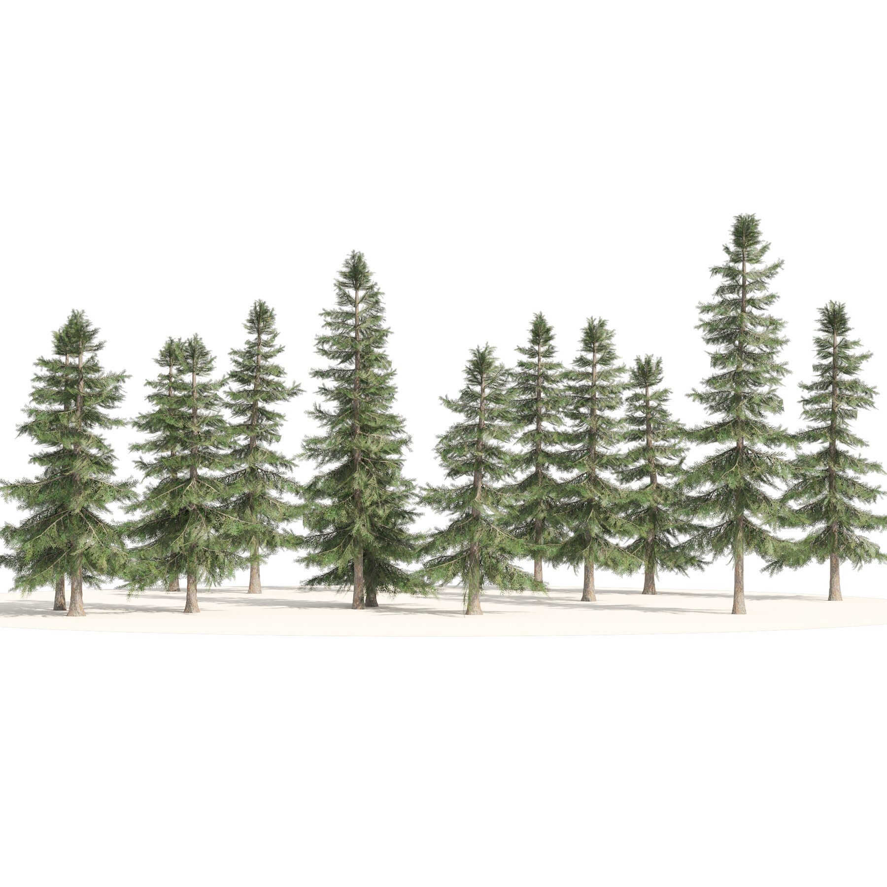 ArtStation - Alaskan Yellow Cedar Forest | Game Assets