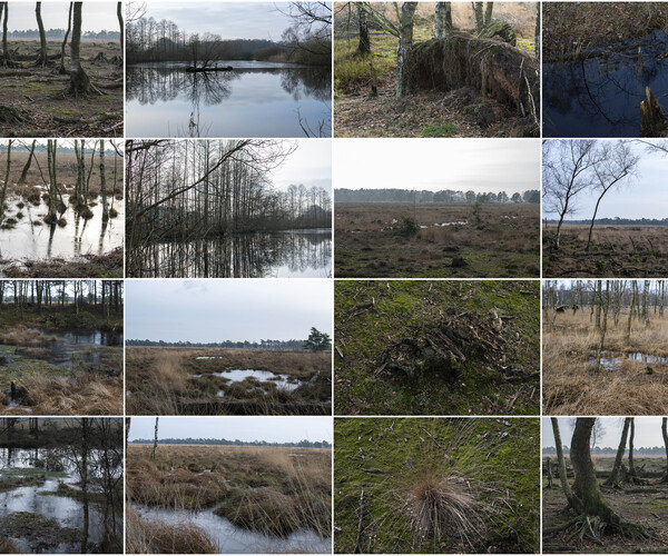 ArtStation - 183 Frozen Swamp Reference Pictures | Resources