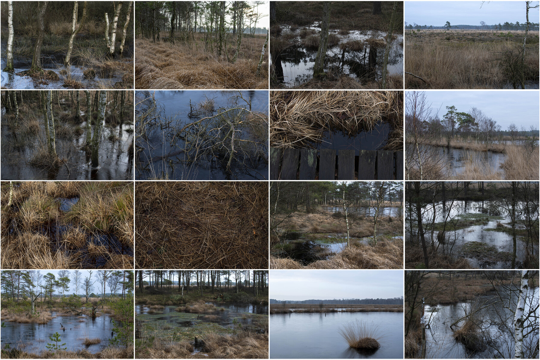 ArtStation - 183 Frozen Swamp Reference Pictures | Resources