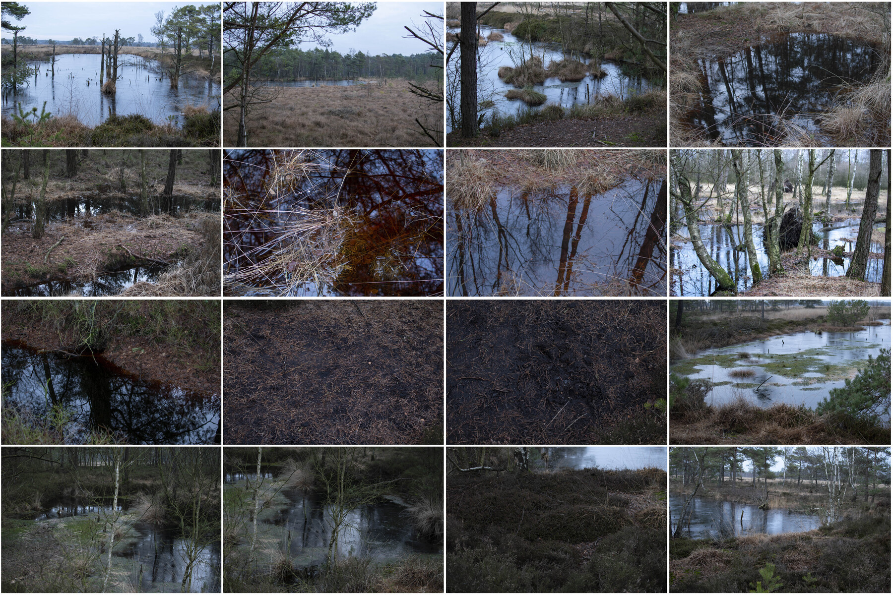 ArtStation - 183 Frozen Swamp Reference Pictures | Resources