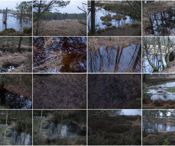 ArtStation - 183 Frozen Swamp Reference Pictures | Resources