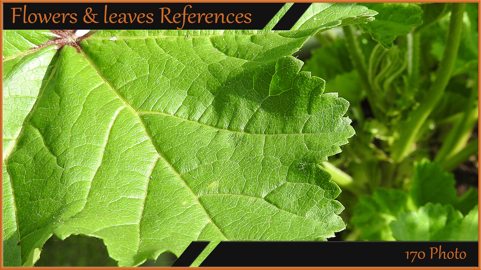 ArtStation - Flowers & leaves photo reference | Resources