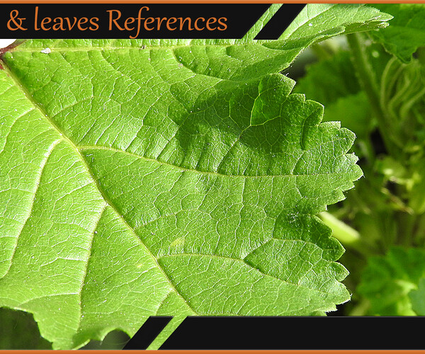 ArtStation - Flowers & leaves photo reference | Resources