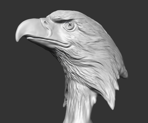 ArtStation - Bald Eagle Head AM07 3D print model | Resources