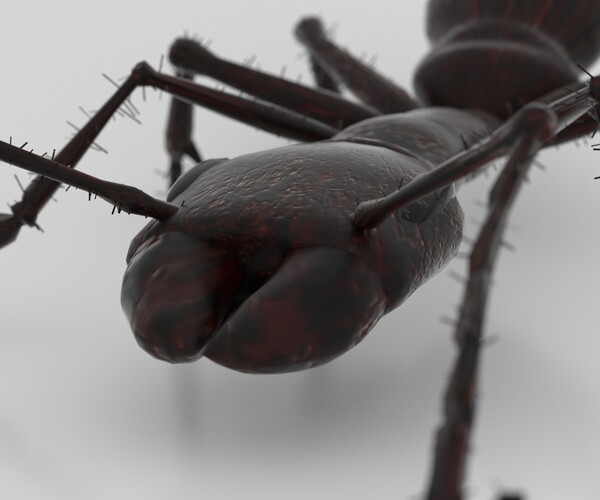 ArtStation - 3D Model of an Ant | Resources