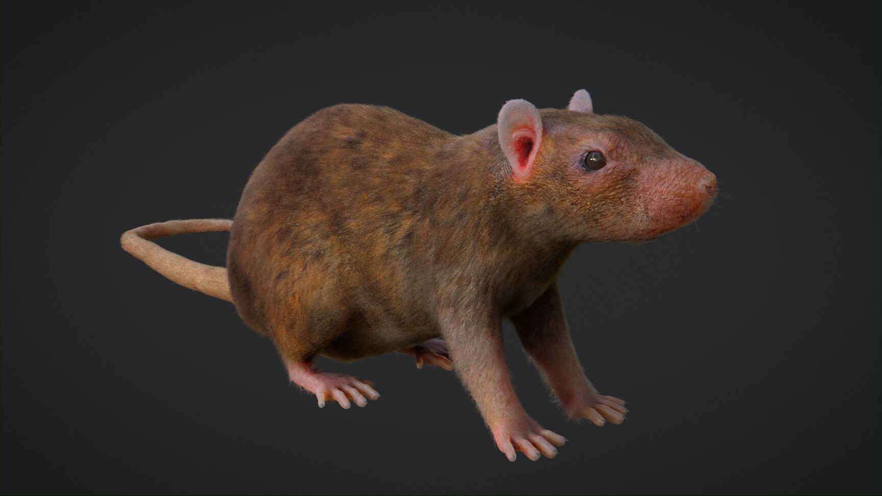 ArtStation - Rat Rigged | Game Assets