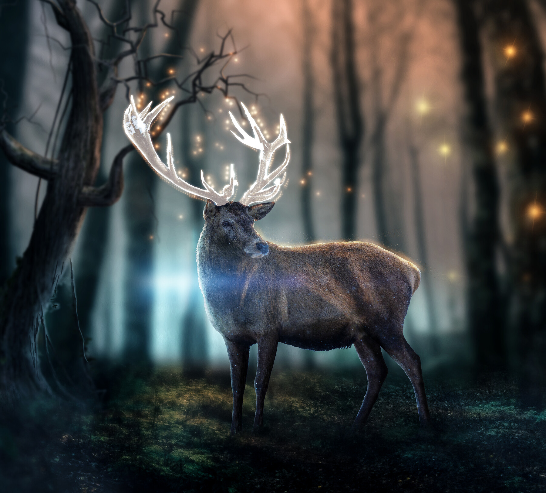 ArtStation - The Magic forest premade photoshop scene | Artworks