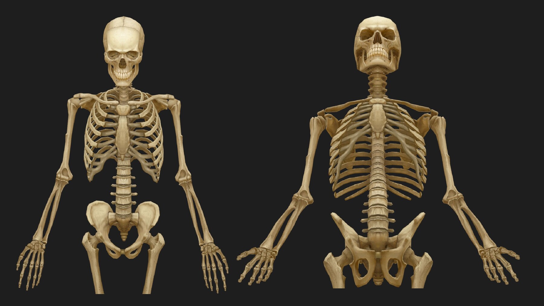 ArtStation - Low poly hand painted human Anatomy model | Resources