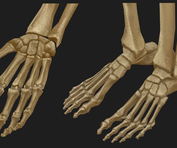 ArtStation - Low poly hand painted human Anatomy model | Resources