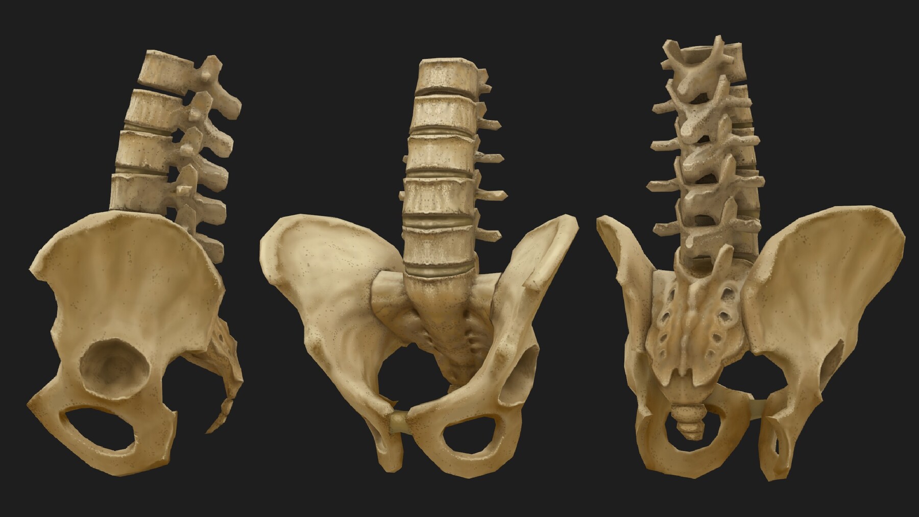 ArtStation - Low poly hand painted human Anatomy model | Resources