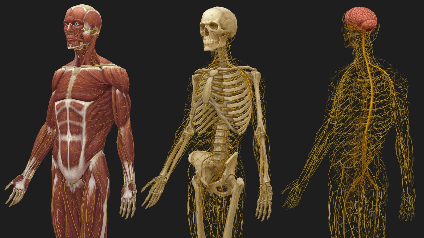 ArtStation - Low poly hand painted human Anatomy model | Resources