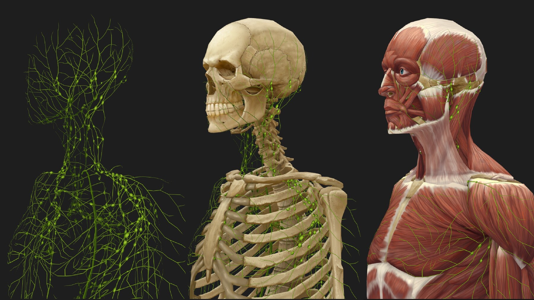 ArtStation - Low poly hand painted human Anatomy model | Resources