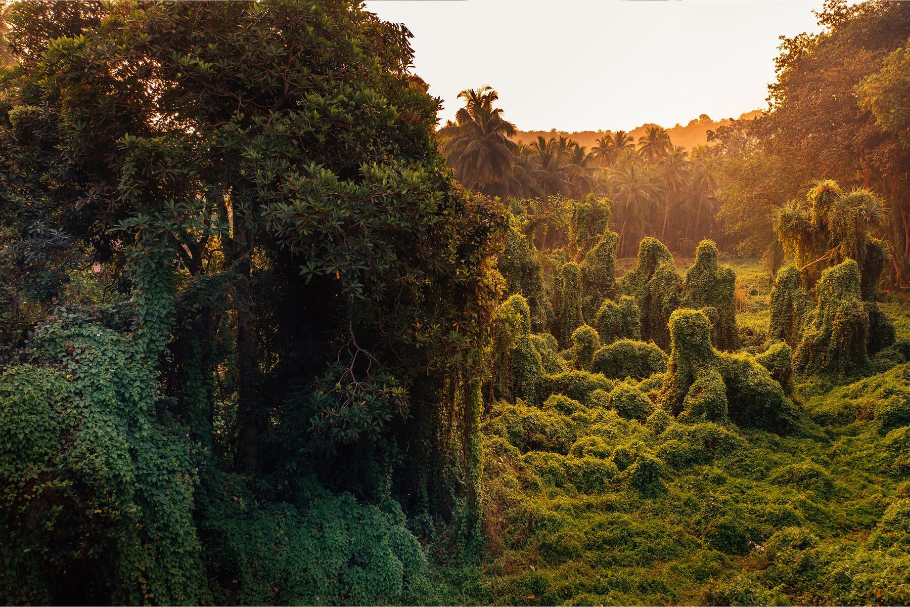 ArtStation - 440+ Epic Rainforest Reference Pictures | Resources