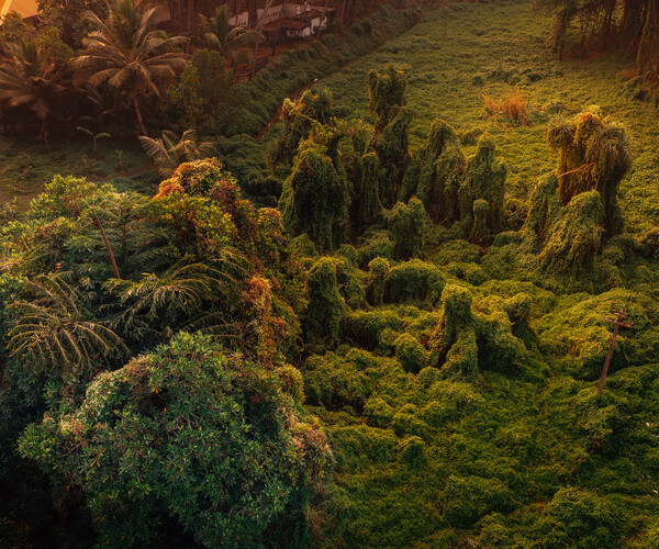 ArtStation - 440+ Epic Rainforest Reference Pictures | Resources