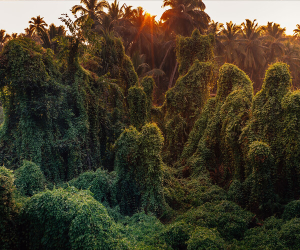 ArtStation - 440+ Epic Rainforest Reference Pictures | Resources