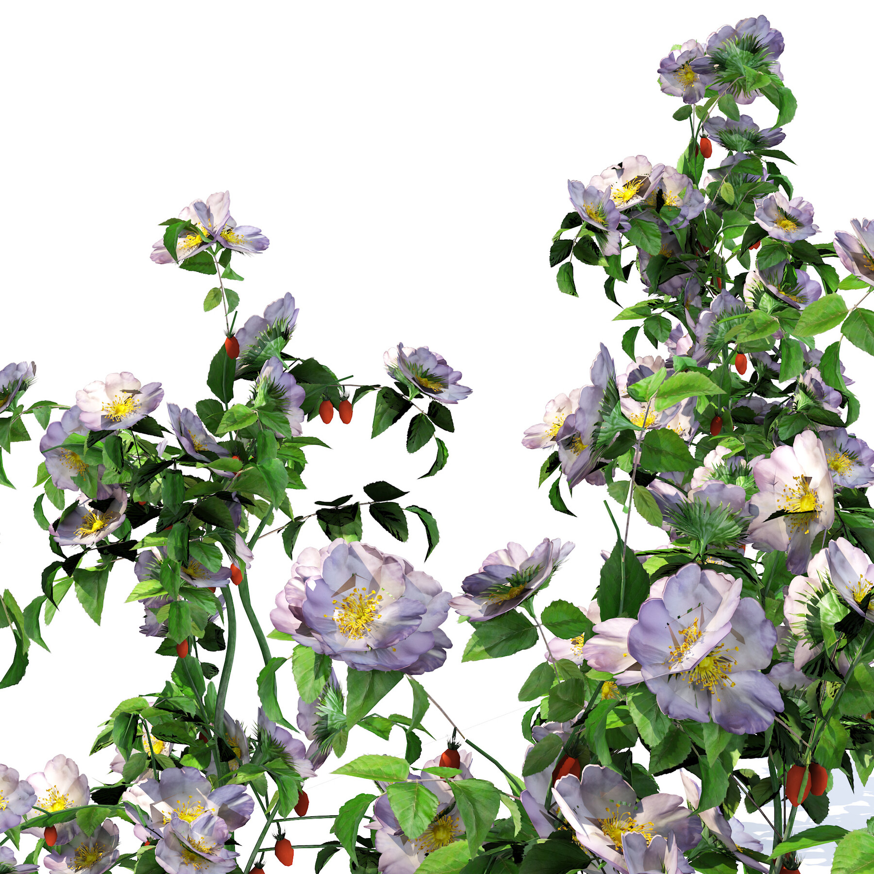 ArtStation - Rose Hip flower cluster | Resources