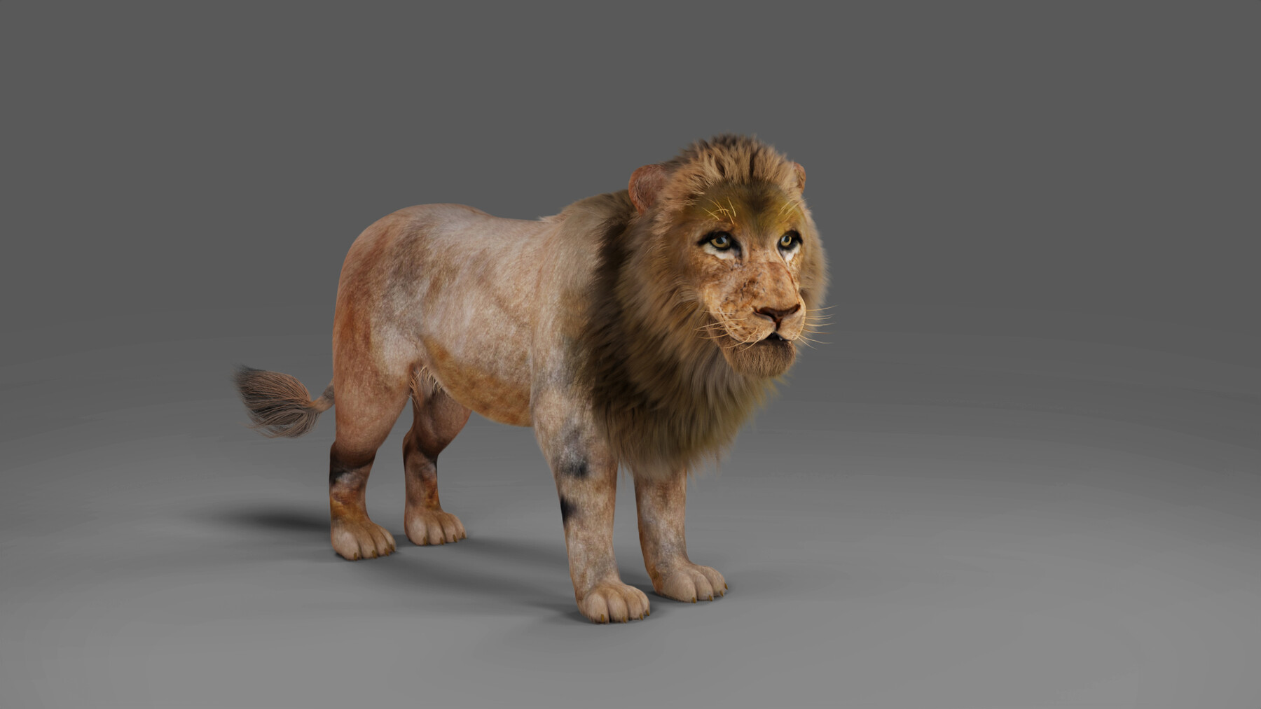 ArtStation - Fur Lion Rigged and Animation in Blender | Game Assets