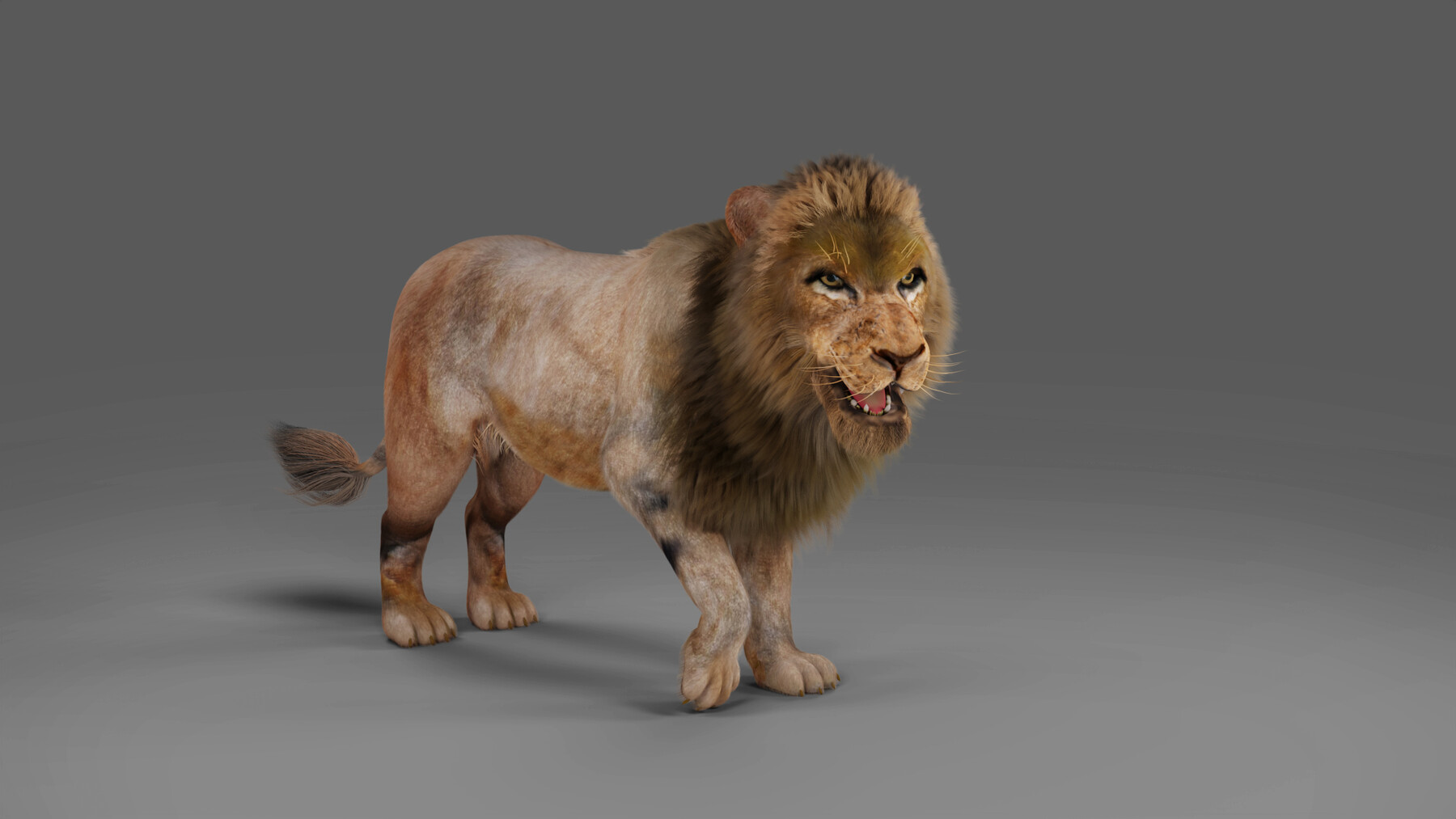 ArtStation - Fur Lion Rigged and Animation in Blender | Game Assets